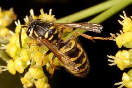 Alle dieren - Beesies - Alles over dieren