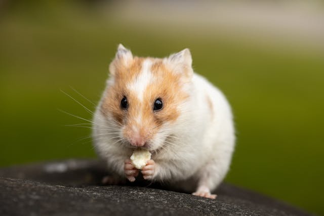 Hamster - Beesies - Alles over dieren